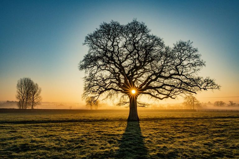 Home - Mere Wiltshire